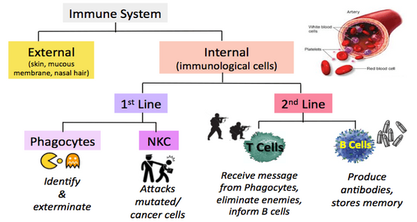 Understanding the Three Layers of the Immune System: Strengthening You ...